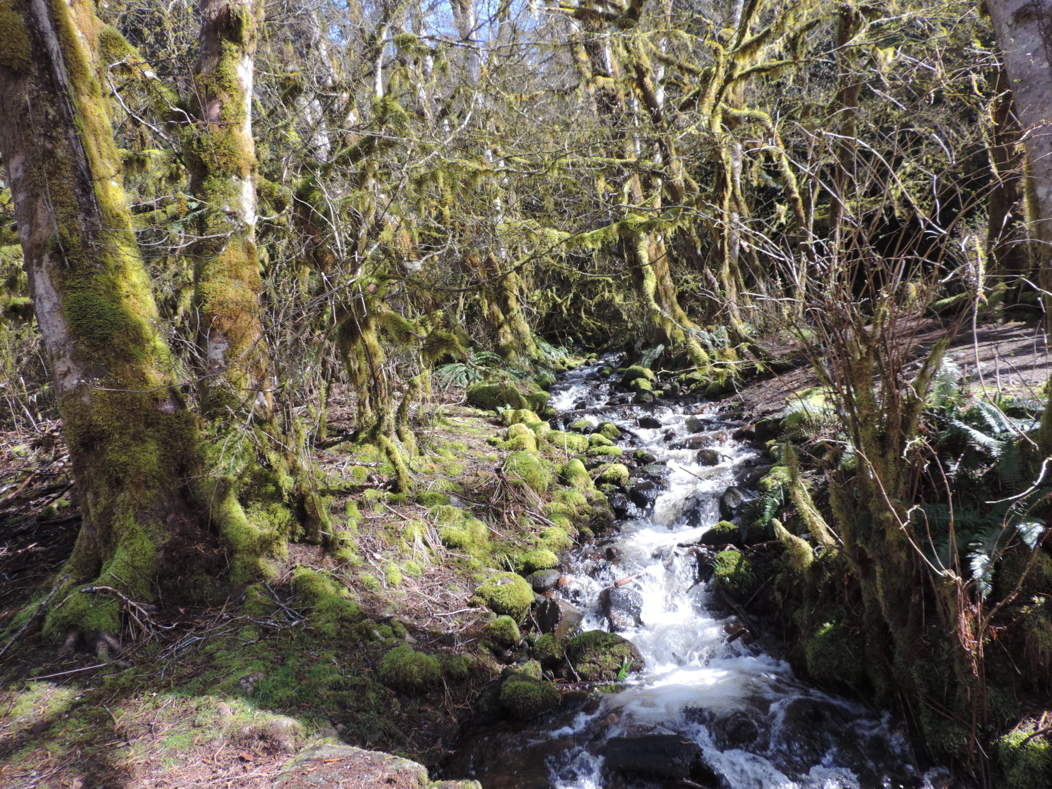 Alice Lake Provincial Park (Hwy 99 North) - Adventures for Everybody