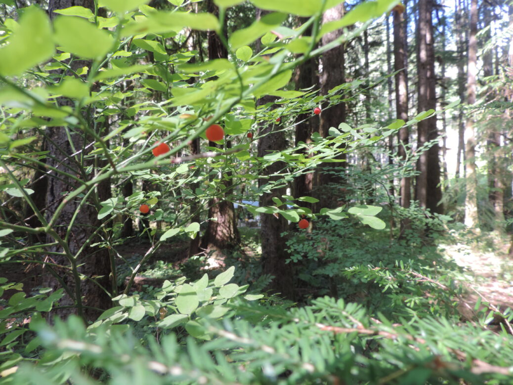Stamp River Provincial Park - Adventures for Everybody