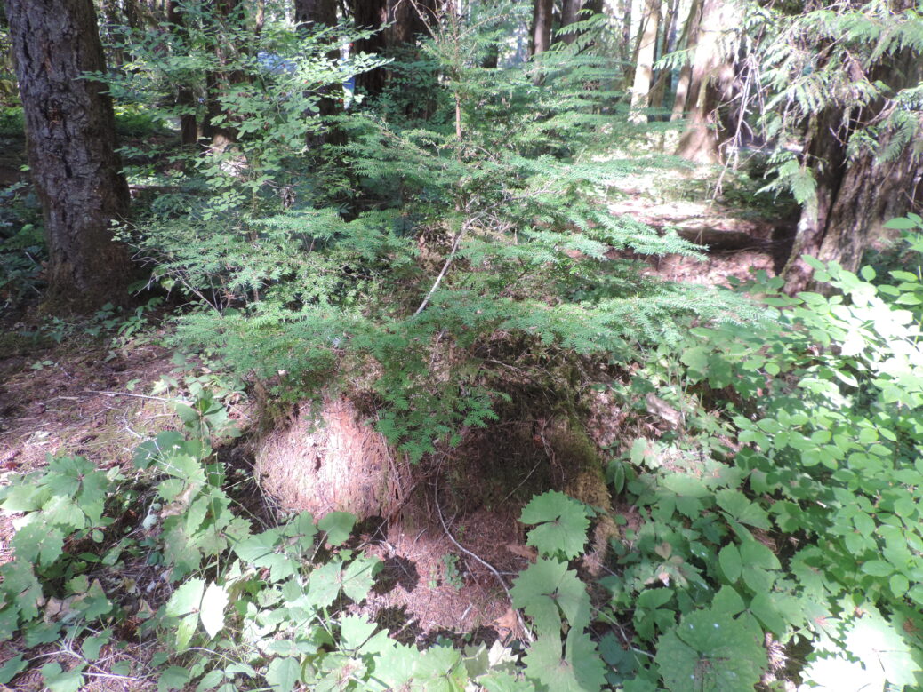 Stamp River Provincial Park - Adventures for Everybody
